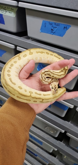 Lesser Fire Batman Ball Python by Party animalz farm