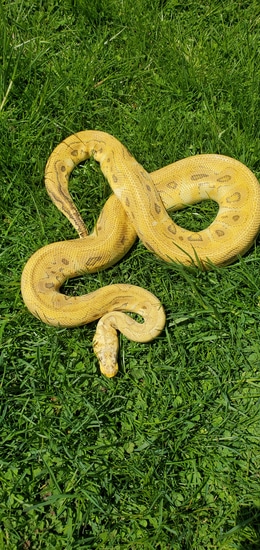 PROVEN Pastel Mojave Special Clown Ball Python by Party animalz farm