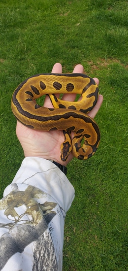 Enchi Leopard Het Clown Ball Python by Party animalz farm