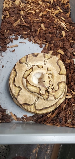 Pastel Enchi Clown Ball Python by Party animalz farm