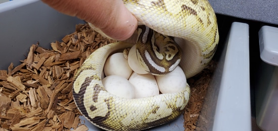 Black Pewter Fire Sugar 100% Het Clown Ball Python by Party animalz farm