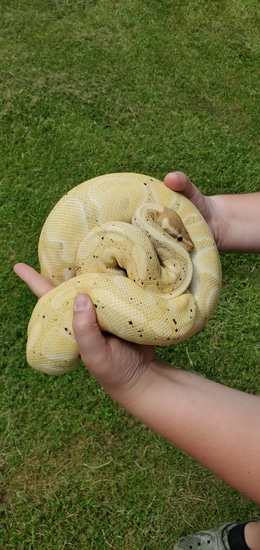 Banana Het Clown Ball Python by Party animalz farm
