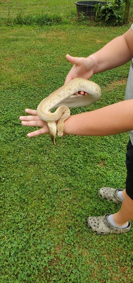 900g+ Fire Mojave Clown Ball Python by Party animalz farm