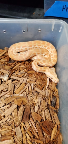 Pearl Het Green Burmese Python by Party animalz farm