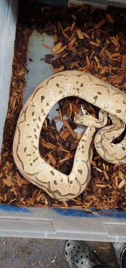 Pastel Clown Ball Python by Party animalz farm