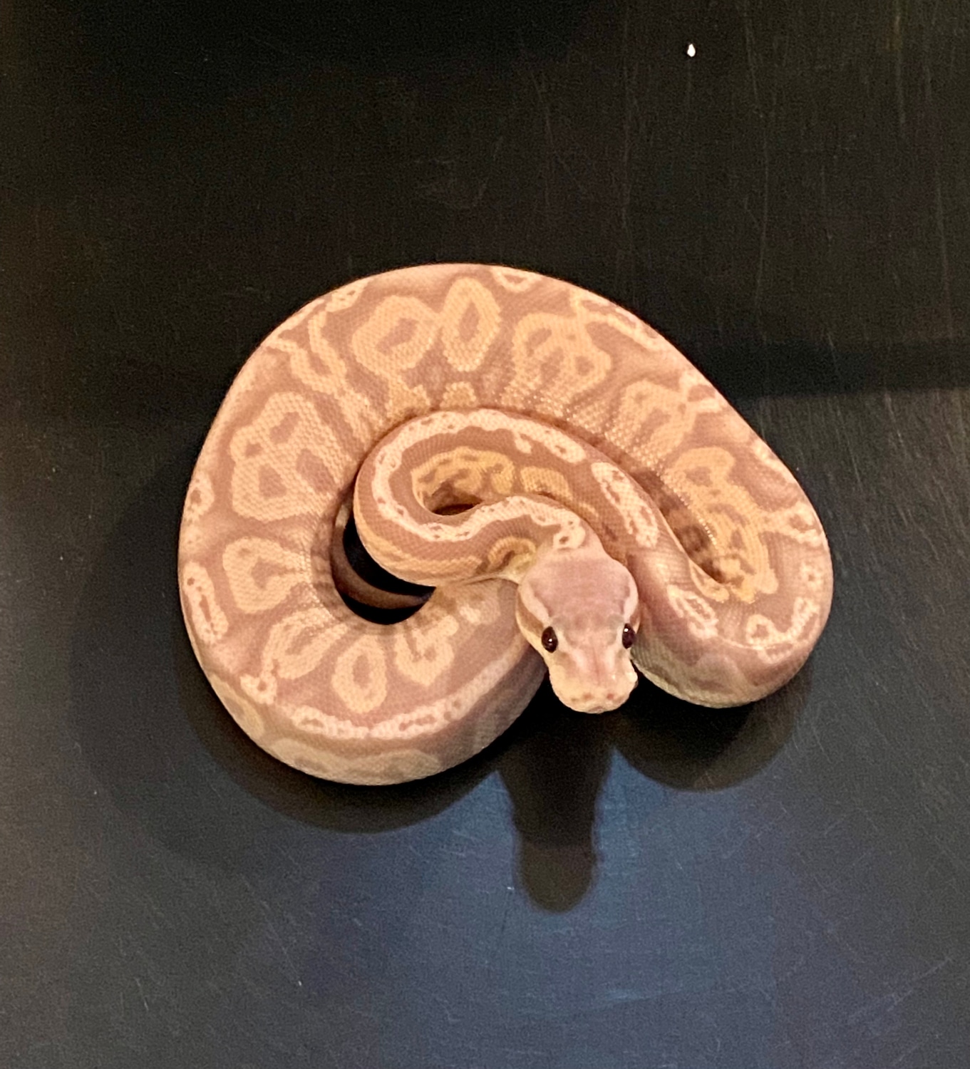Banana Black Pewter Ball Python by B. K. Morphs - MorphMarket