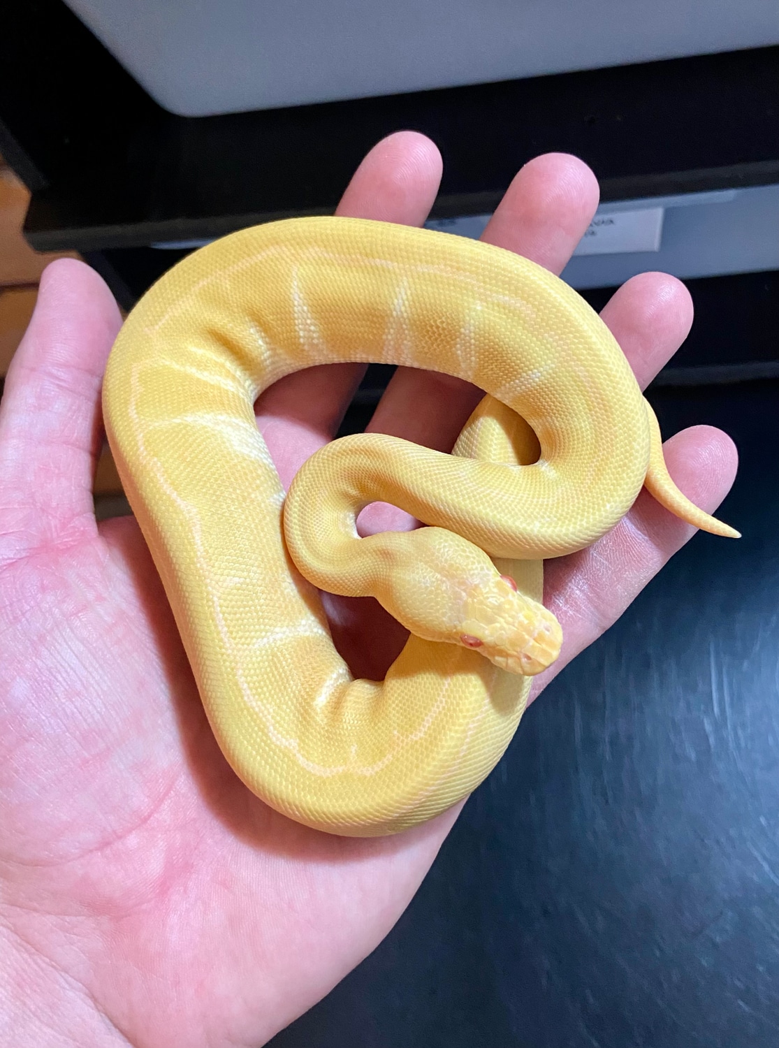 Albino Pinstripe Ball Python by B. K. Morphs - MorphMarket