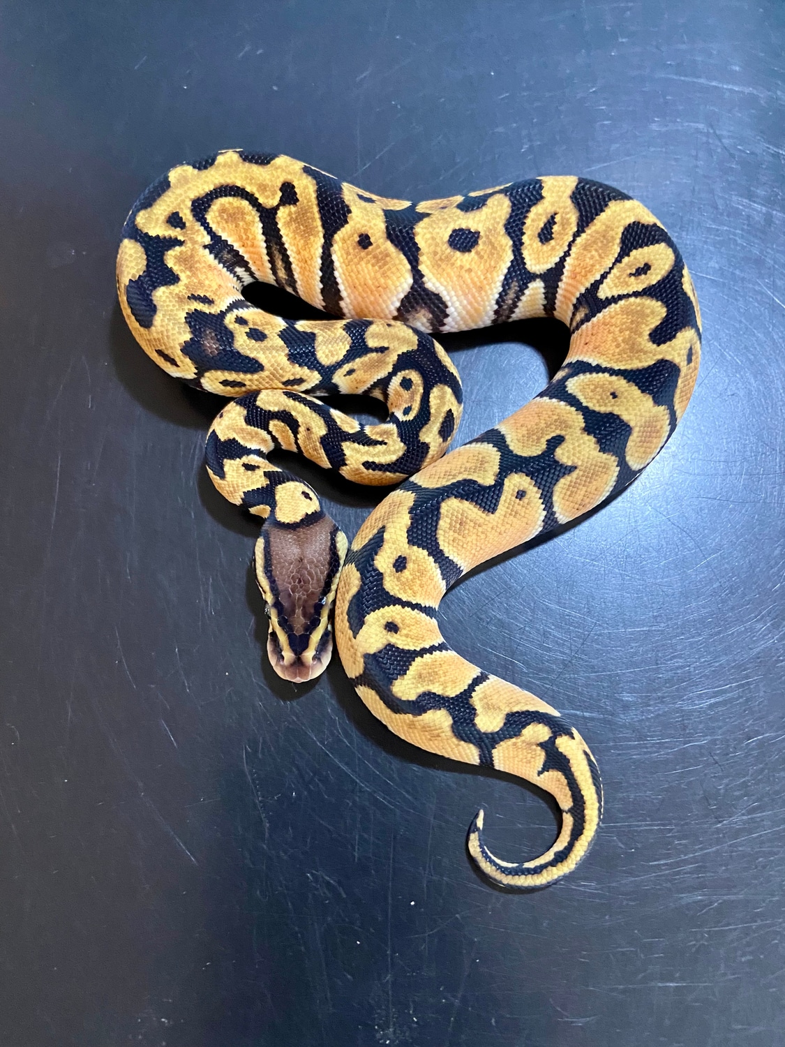 Orange Dream Pastel Ball Python by B. K. Morphs - MorphMarket