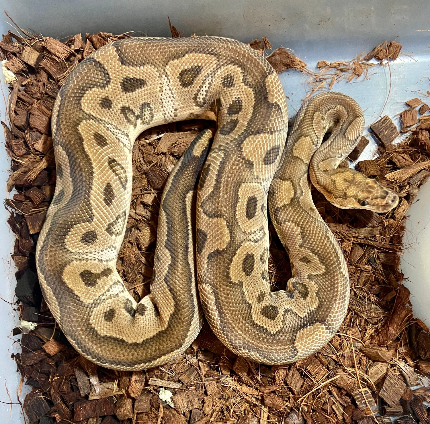 Clown Ball Python by B. K. Morphs - MorphMarket