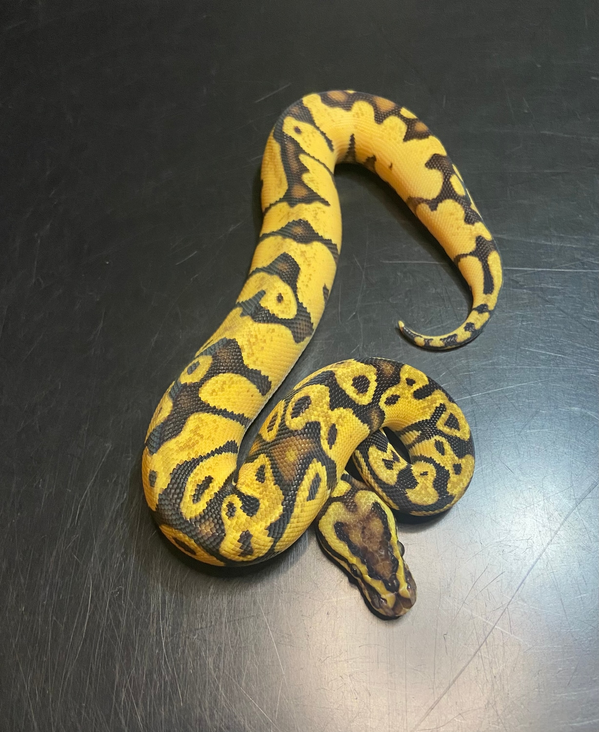 Enchi Firefly DH Candy/ Albino Pied. Ball Python by B. K. Morphs - MorphMarket
