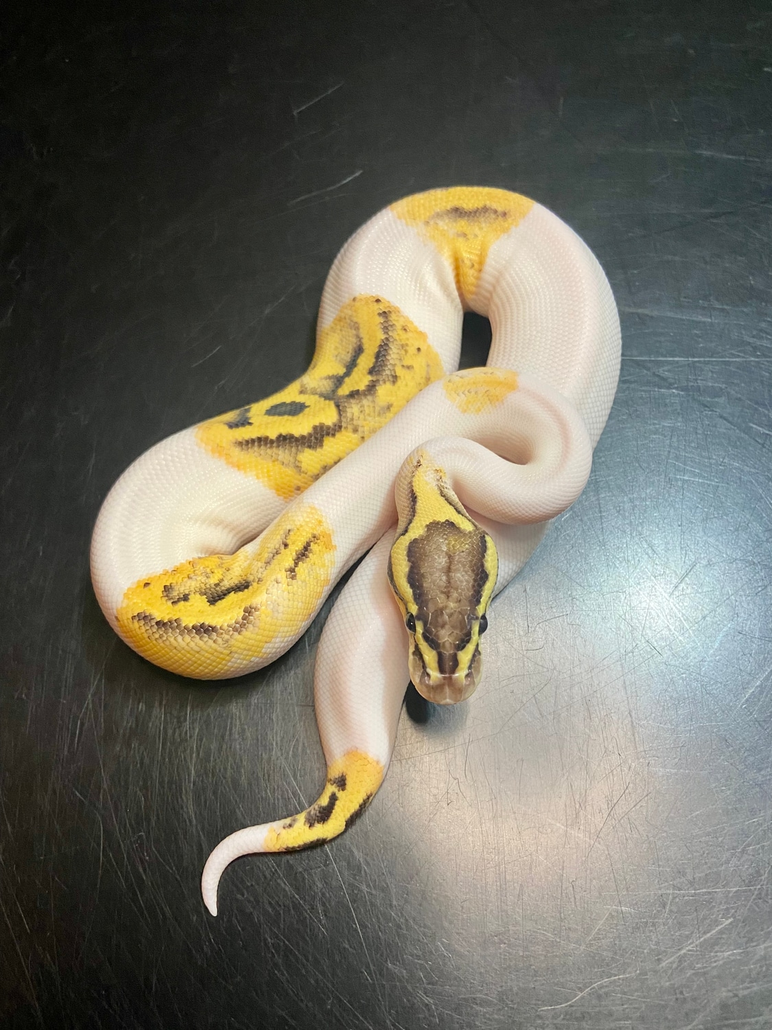 Firefly Pied Het Candy/ Or Albino Ball Python by B. K. Morphs - MorphMarket