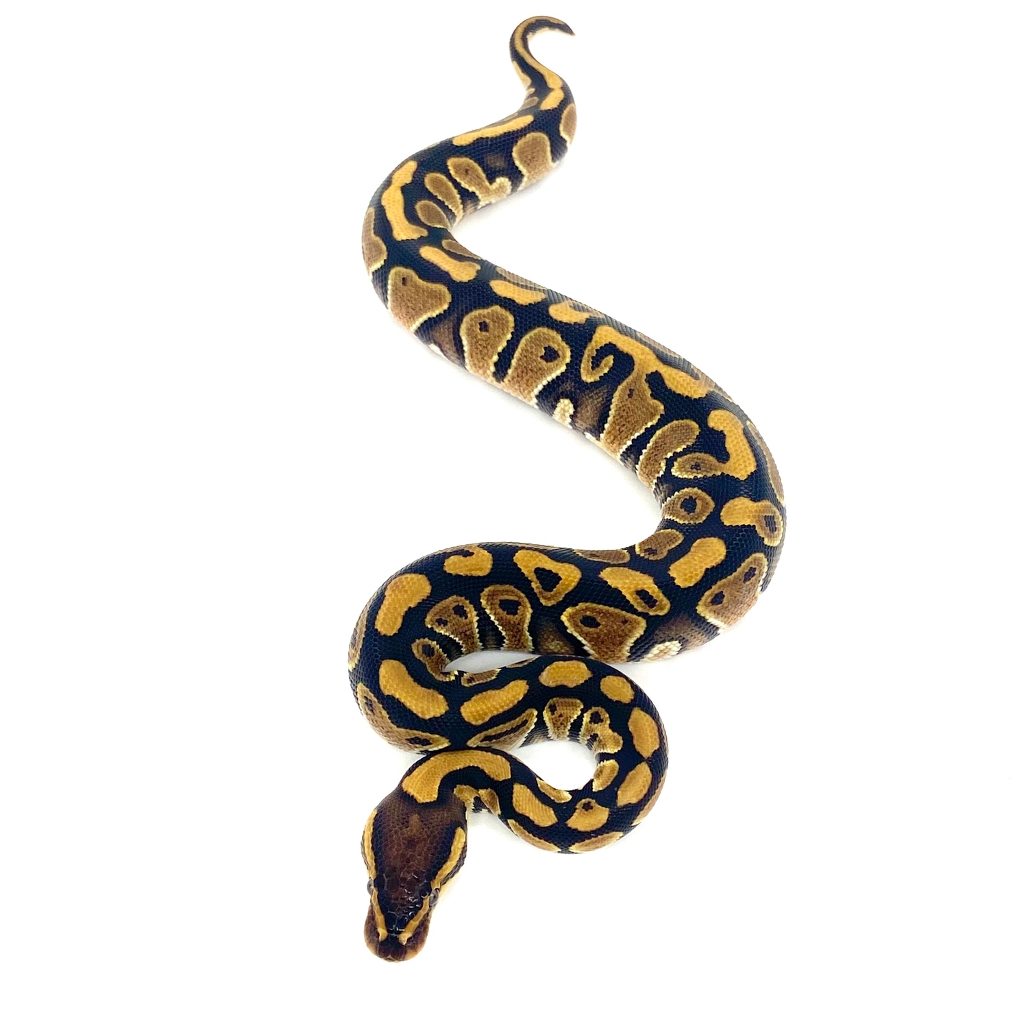 Mocha Blade Het. Clown Ball Python by B. K. Morphs - MorphMarket