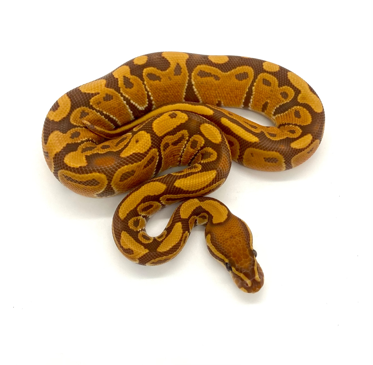 Ultramel Ball Python by B. K. Morphs - MorphMarket