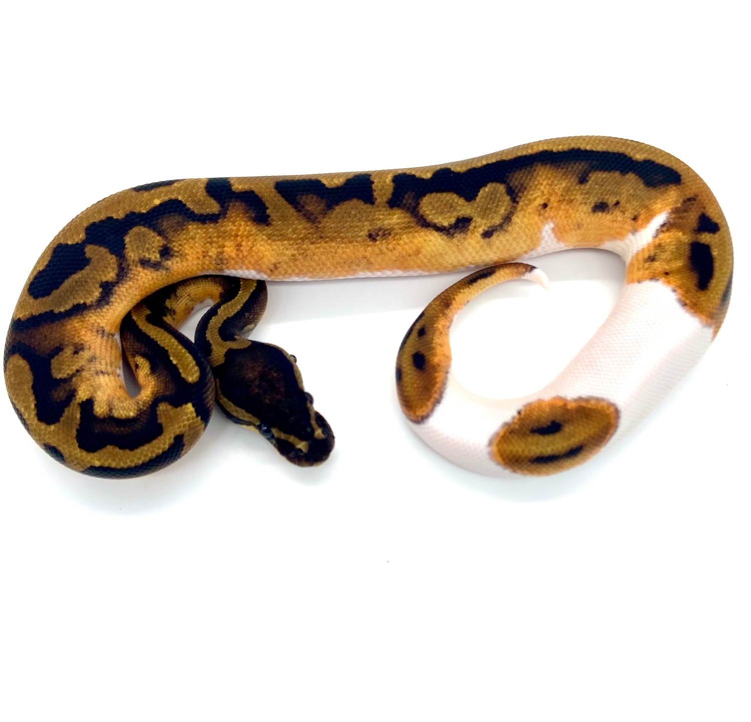 Piebald Female Pos Leopard Ball Python by B. K. Morphs - MorphMarket