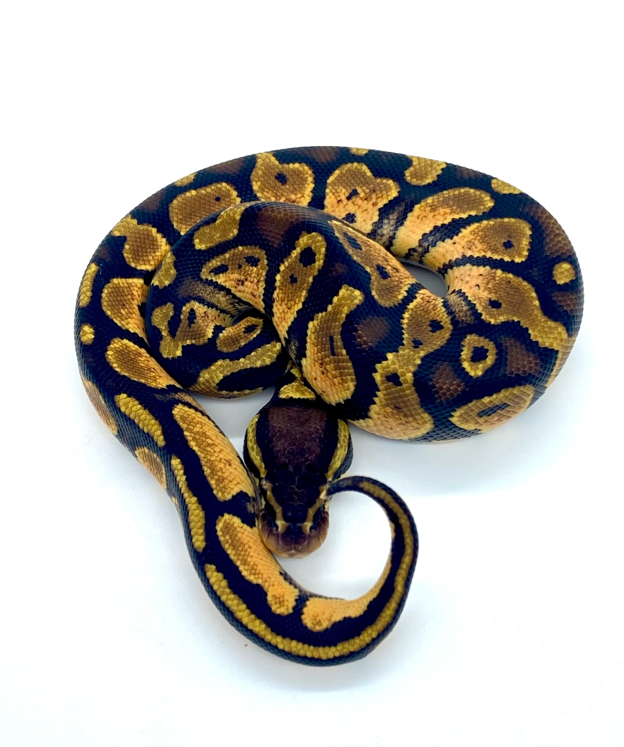 Pastel Het. Pied Ball Python by B. K. Morphs - MorphMarket