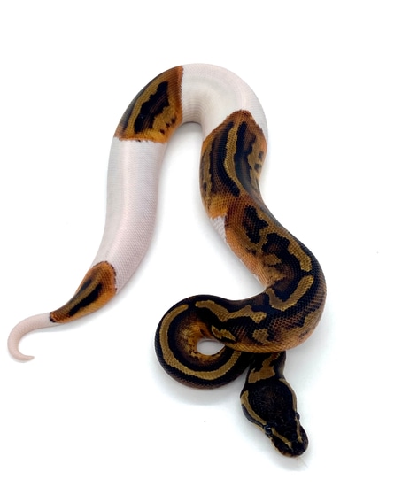 Leopard Piebald Ball Python by B. K. Morphs - MorphMarket