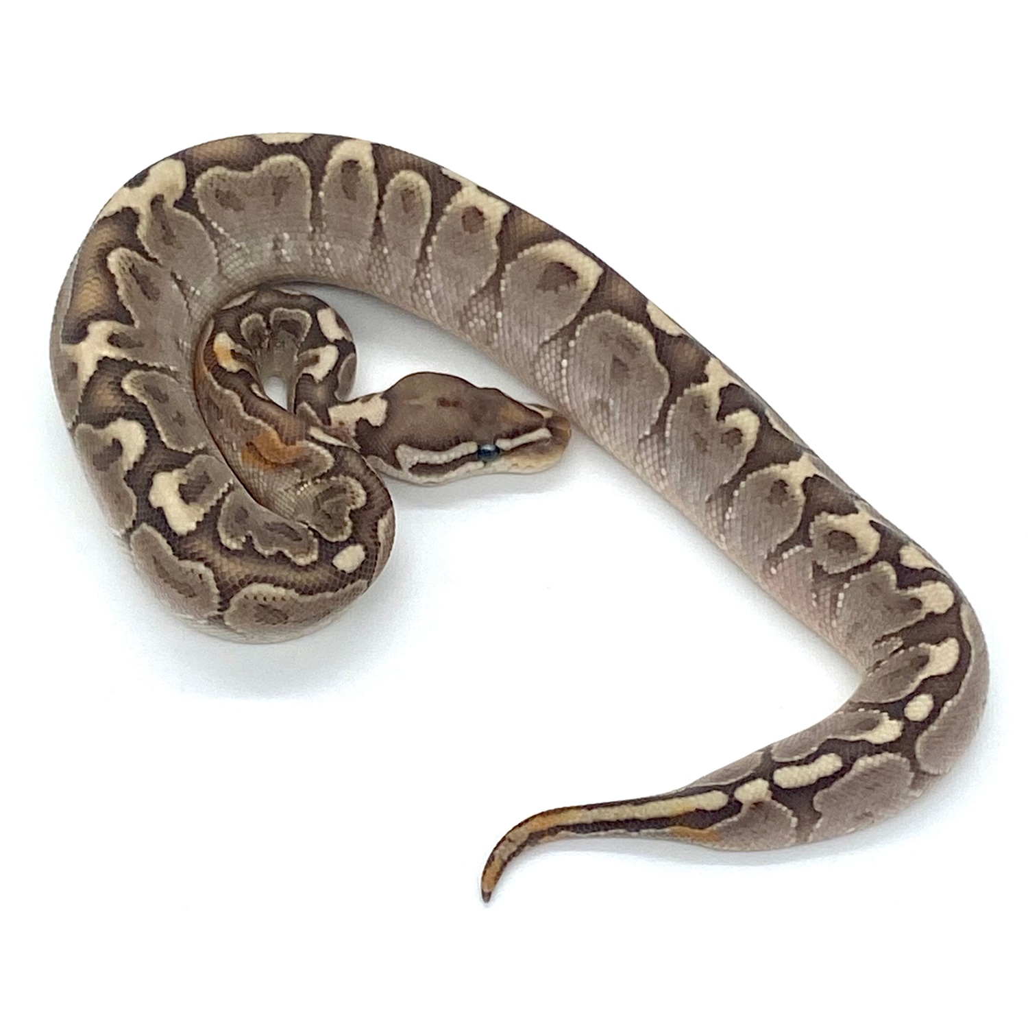 Bamboo Ball Python by B. K. Morphs - MorphMarket