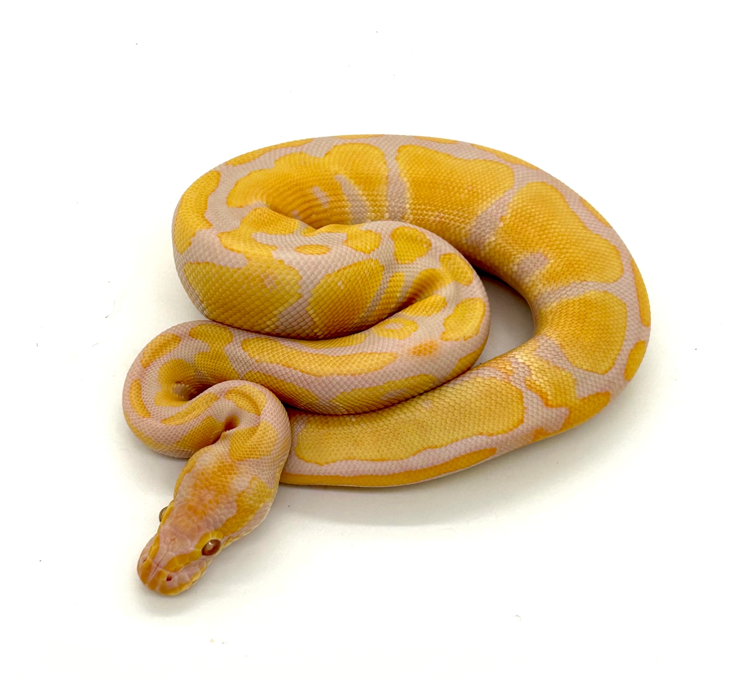 Candino Het. Pied Ball Python by B. K. Morphs - MorphMarket