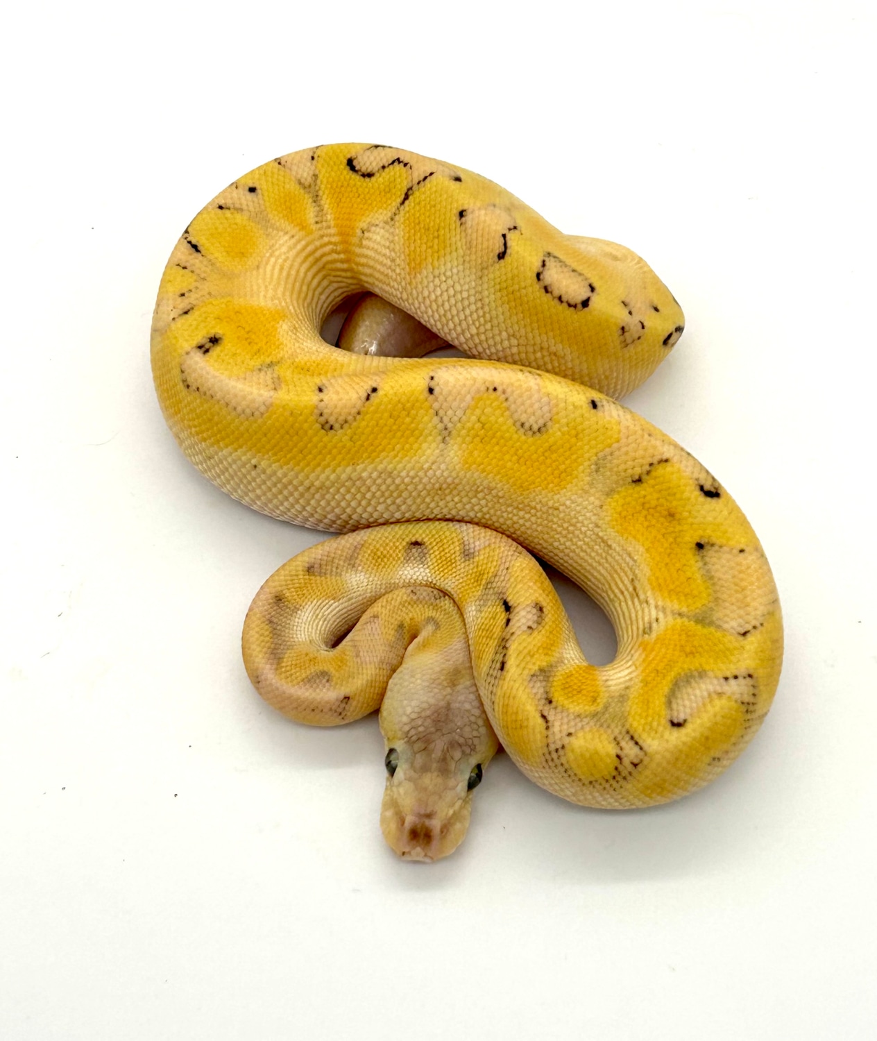 Champagne Enchi (Pos Super) Pastel Ball Python by B. K. Morphs ...