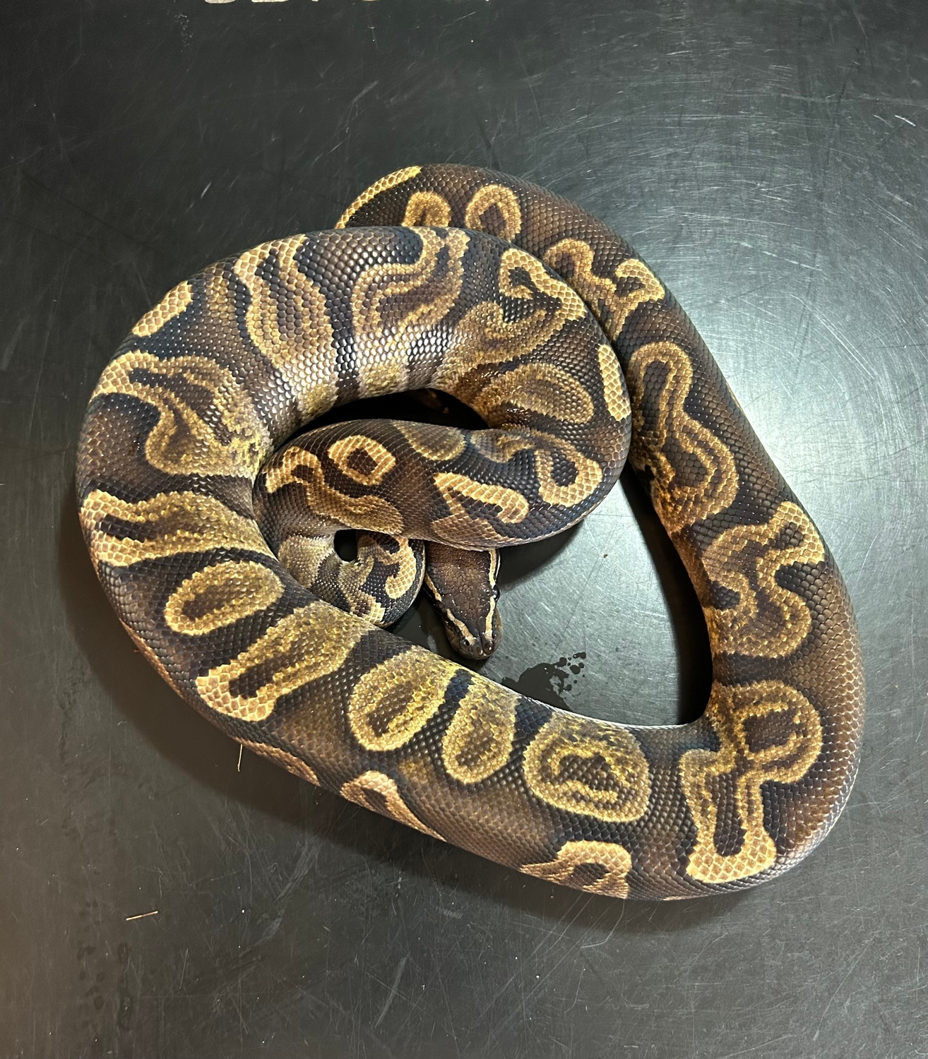 GHI Ball Python by B. K. Morphs - MorphMarket