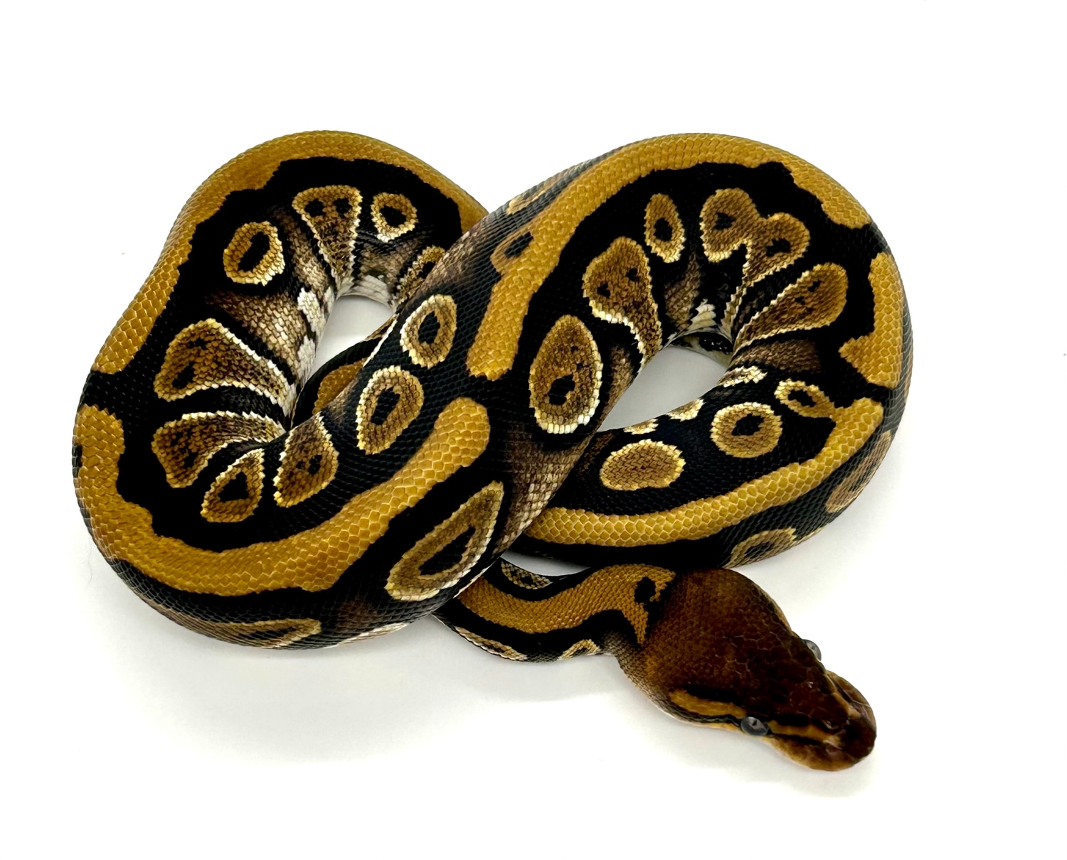 Mahogany (Mocha) Het. Clown Ball Python by B. K. Morphs - MorphMarket