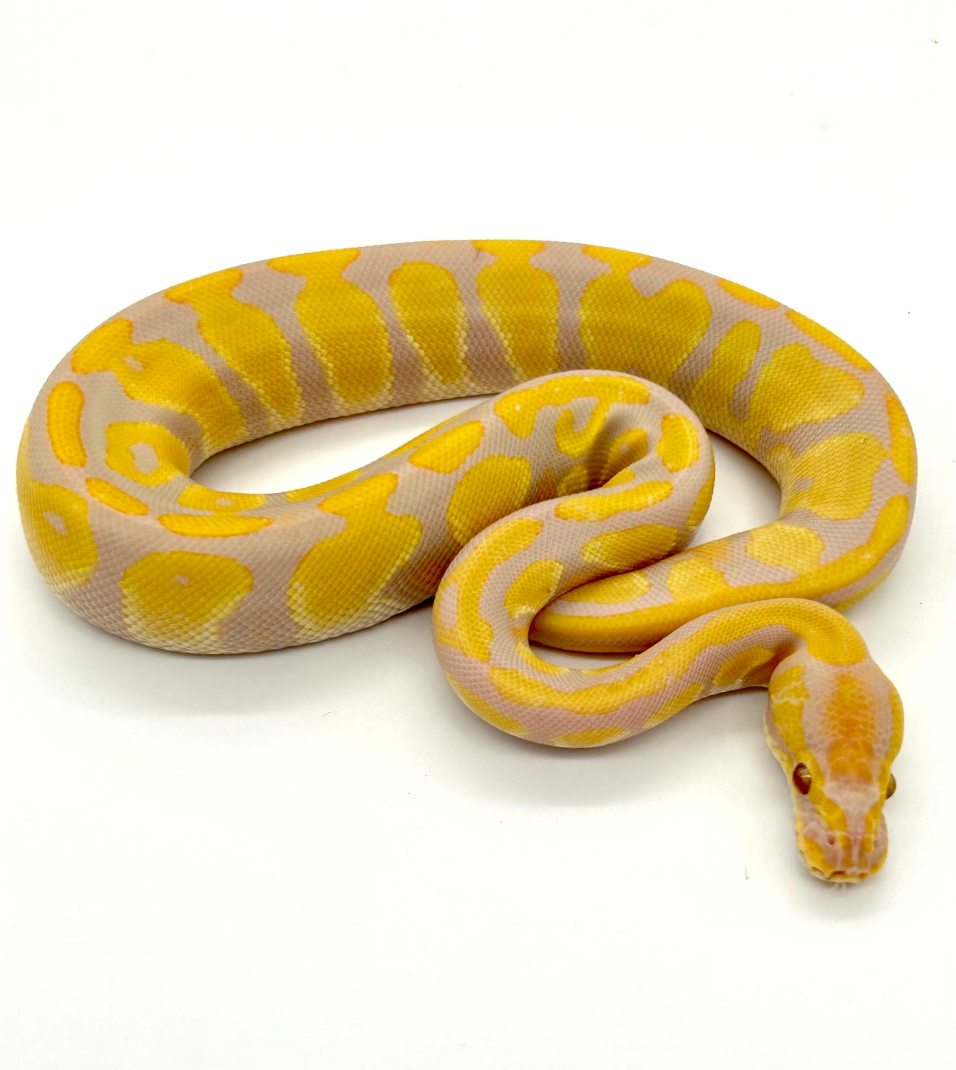 Candino Het. Pied Ball Python by B. K. Morphs - MorphMarket