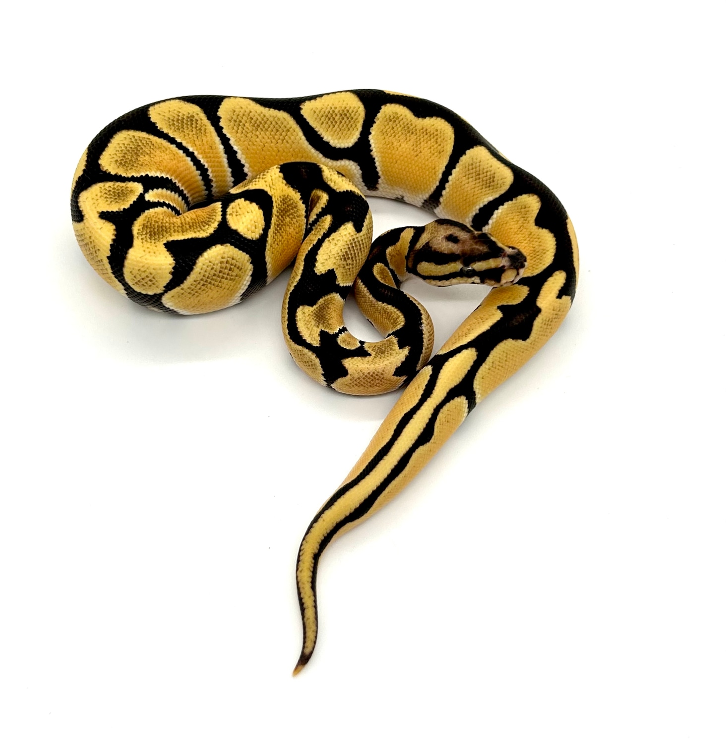 Super OD Fire Ball Python by B. K. Morphs - MorphMarket