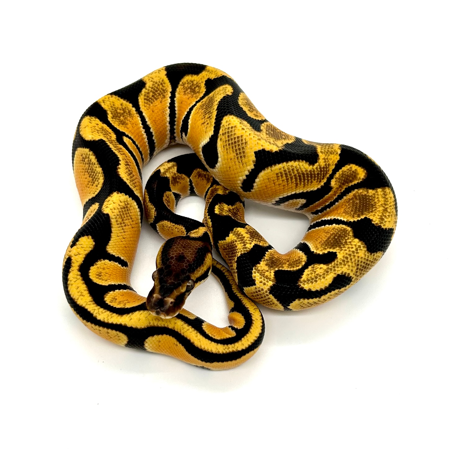 Super OD Ball Python by B. K. Morphs - MorphMarket