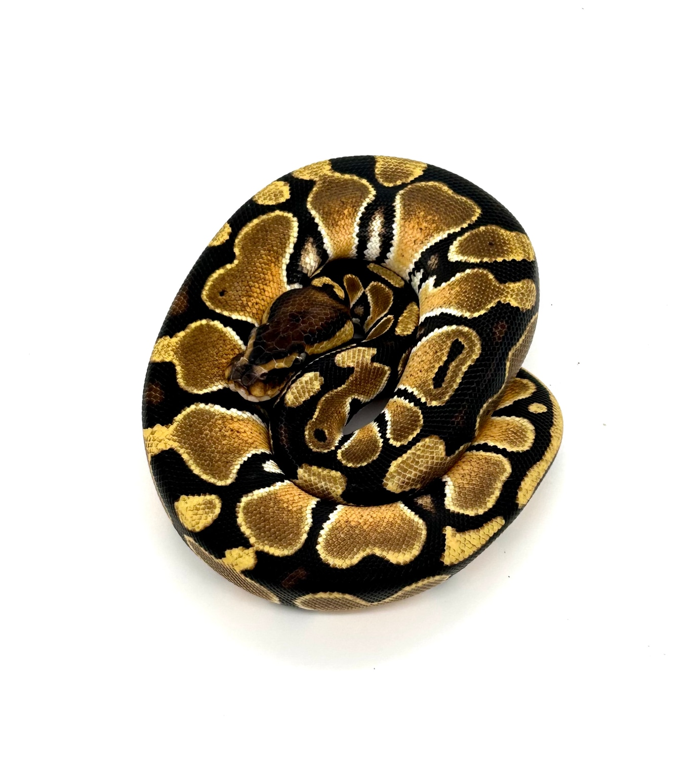 Orange Dream Ball Python by B. K. Morphs - MorphMarket