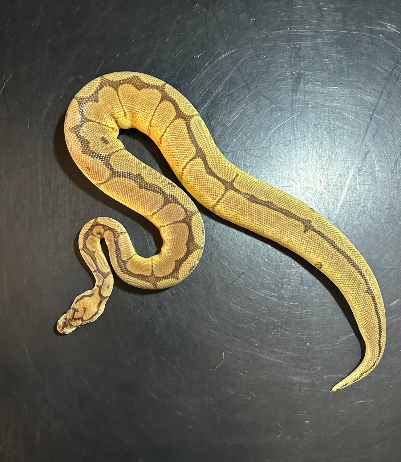 Spider Clown (Blade, Mocha) Ball Python by B. K. Morphs - MorphMarket