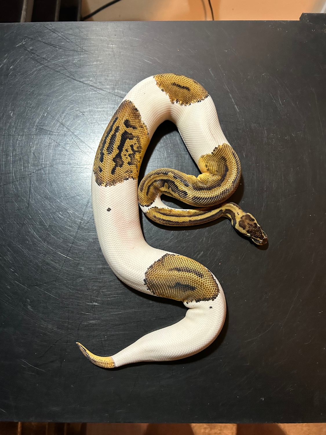 Pastel Leopard Pied Ball Python by B. K. Morphs - MorphMarket