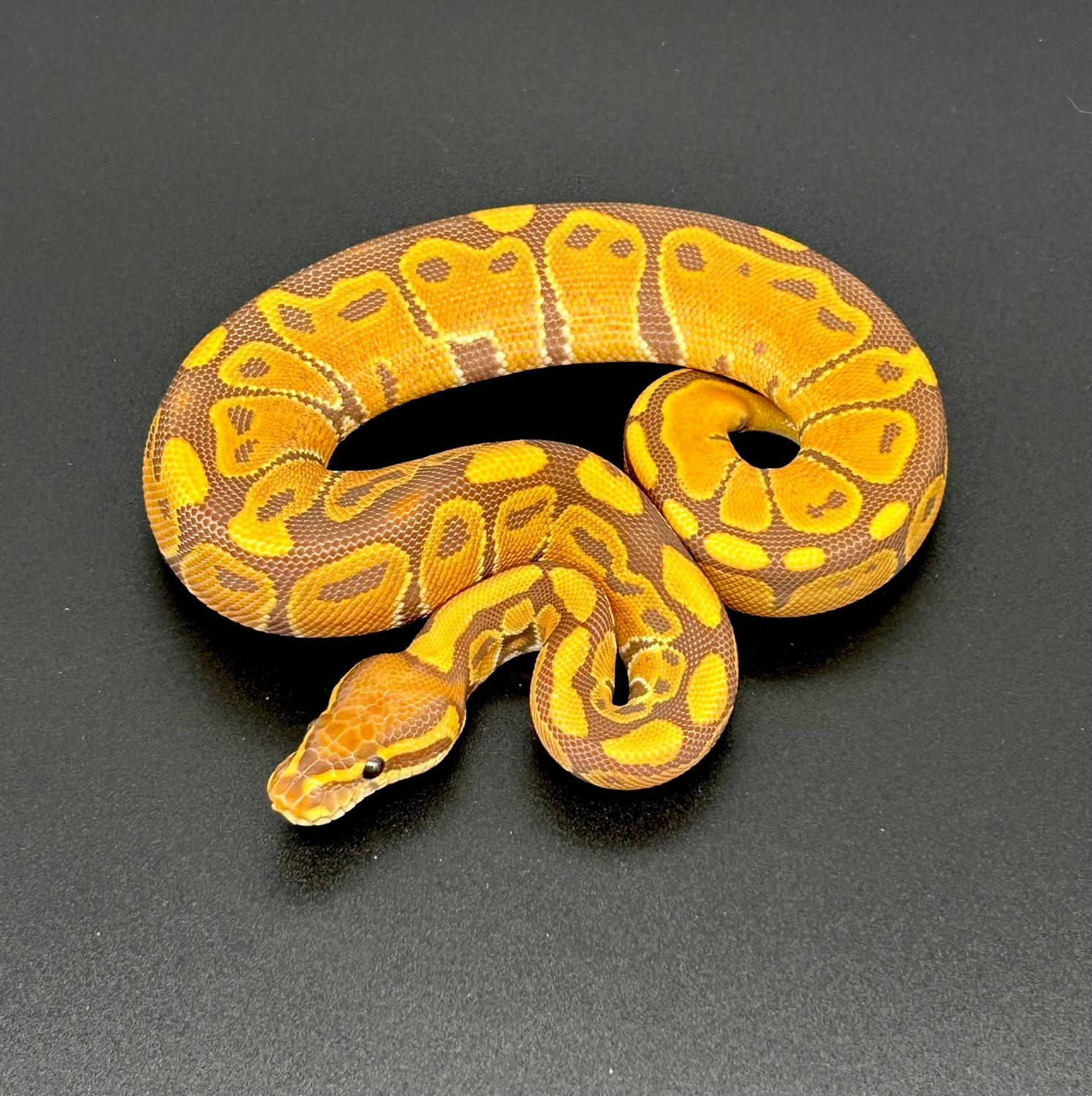 Ultramel Ball Python by B. K. Morphs - MorphMarket