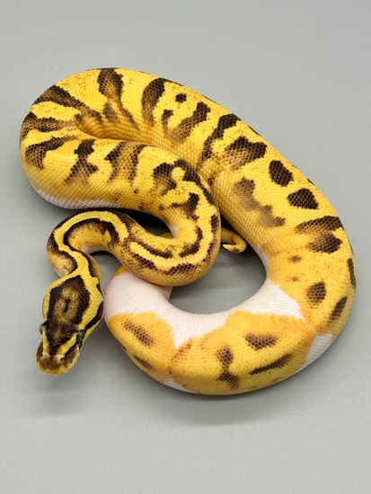 Enchi Pastel Fire/ Vanilla Pied Ball Python by B. K. Morphs