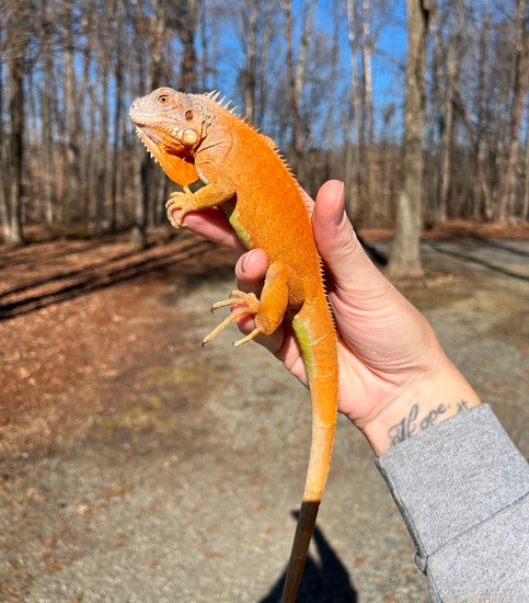 Translucent Green Iguana by Stay Fly Exotics