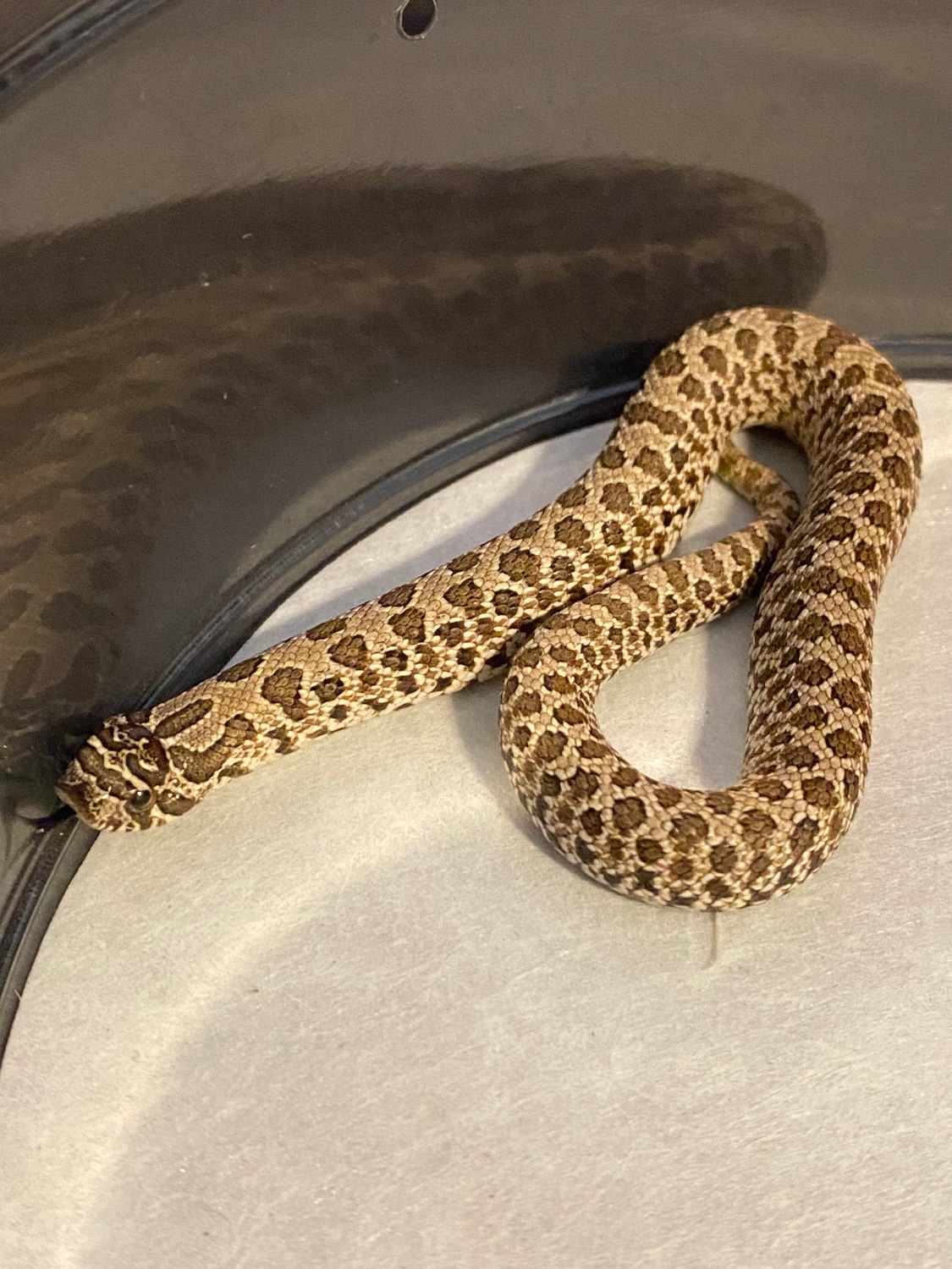 Female Normal Het Albino Western Hognose by BK Hogs - MorphMarket