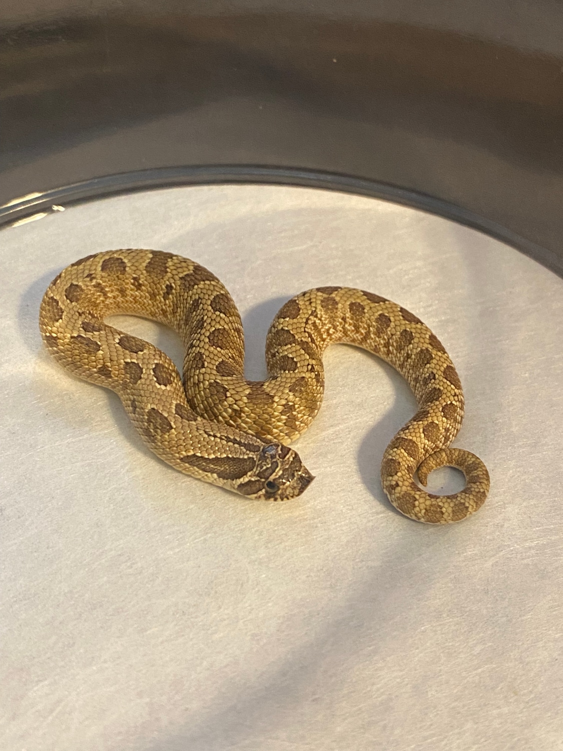 Male Lemon Ghost Het Albino Western Hognose by BK Hogs - MorphMarket