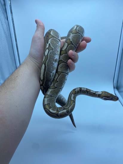 Female Bamboo Het Ultramel Ball Python by BK Hogs