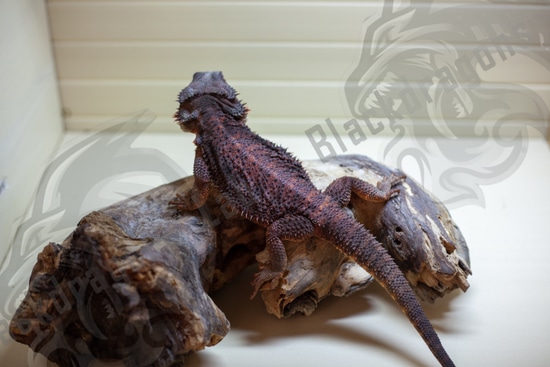 Red Monster Eastern Bearded Dragon by Black_Dragons_Lab