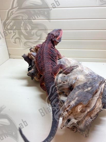 Red Monster Eastern Bearded Dragon by Black_Dragons_Lab