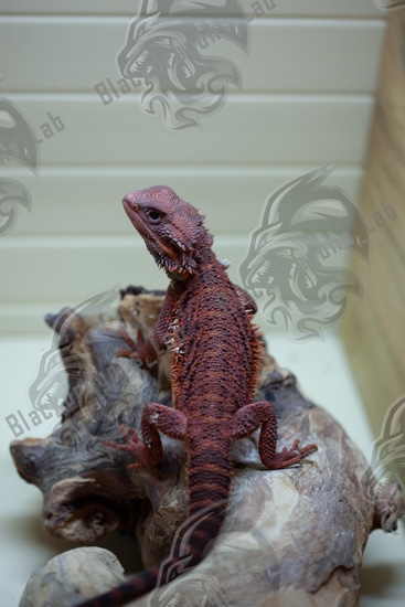100% Red Monster Eastern Bearded Dragon by Black_Dragons_Lab