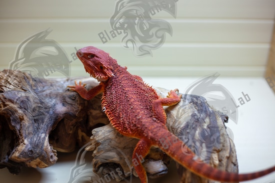 100% Red Monster Red Monster Eastern Bearded Dragon by Black_Dragons_Lab