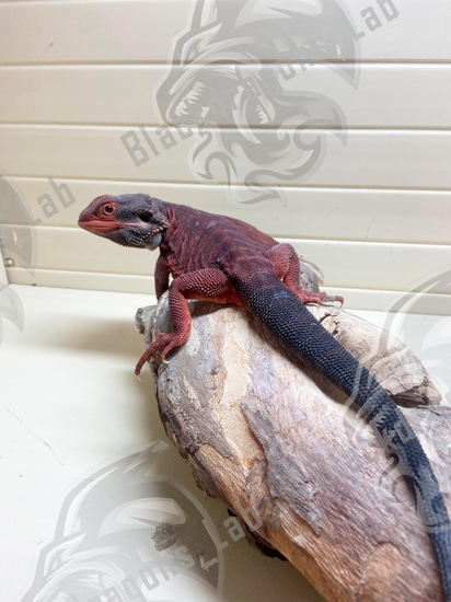 100% Red Monster Red Monster Eastern Bearded Dragon by Black_Dragons_Lab