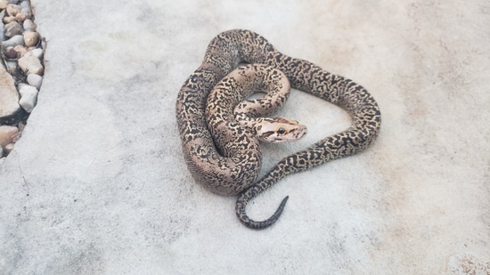 Granite Burmese Python by Black Diamond Herps