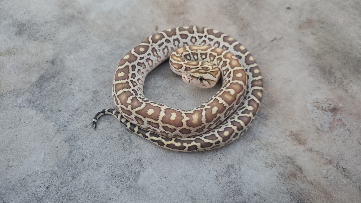 Hypo 100% Het. Granite Burmese Python by Black Diamond Herps - MorphMarket