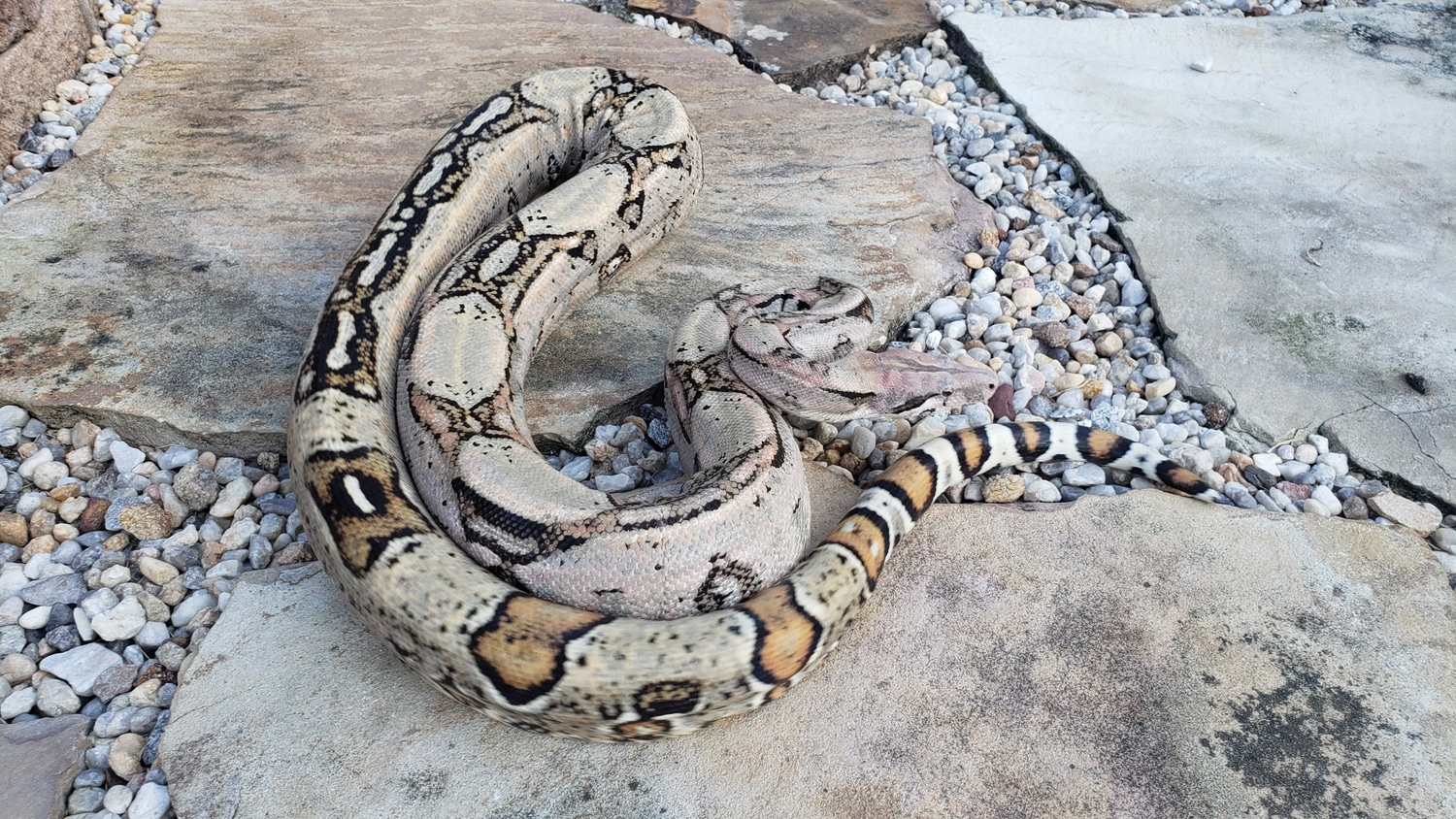 Jablonski Super Stripe (Conley Stock) Boa Constrictor by Black Diamond ...