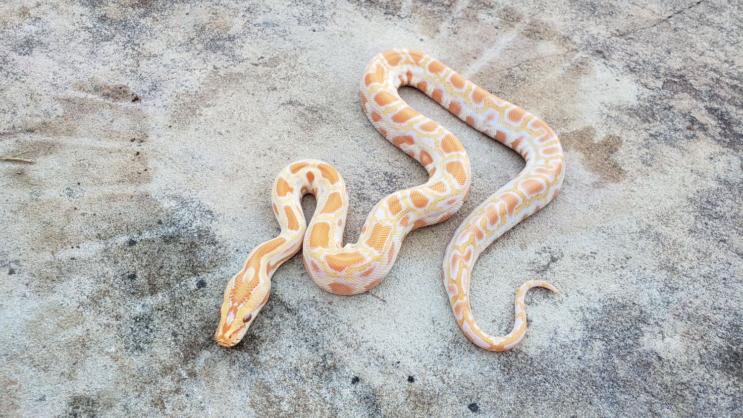 Albino 100% Het. Lab 66% Het. Green Burmese Python by Black Diamond ...