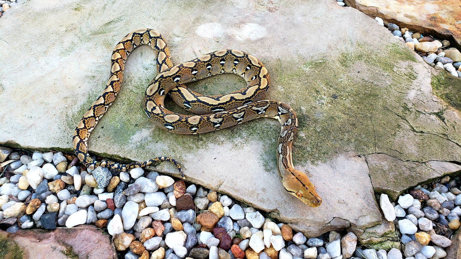 Het Orange Ghost Stripe Reticulated Python by Black Diamond Herps ...