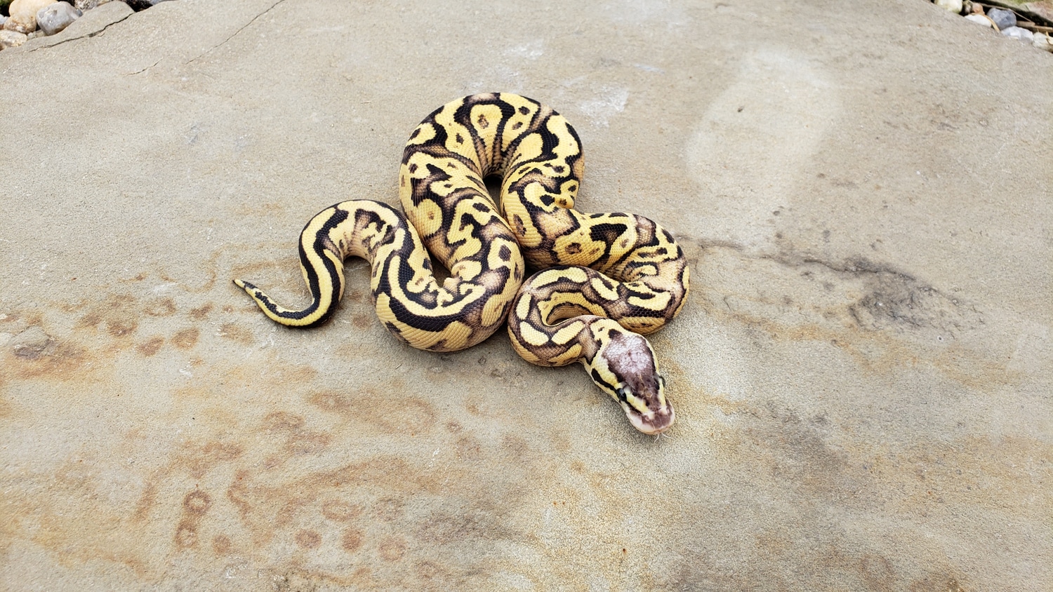 Firefly YB 66% Pos Het Candy Ball Python by Black Diamond Herps ...