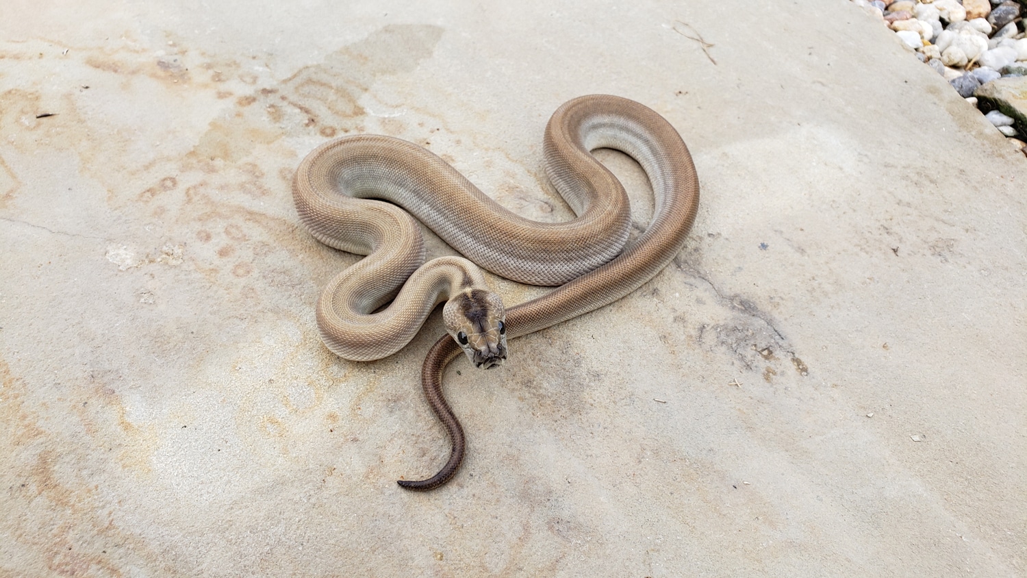 Green Lab Pos Het Albino Burmese Python by Black Diamond Herps - MorphMarket