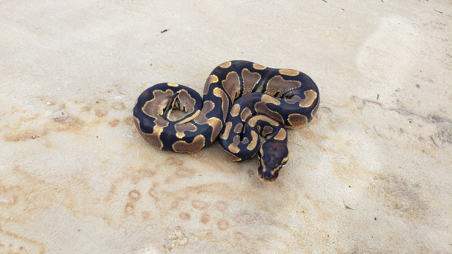 Normal 66% Pos Dbl Het Lightning Pied Ball Python by Black Diamond ...